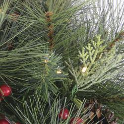 Enchanted Forest® 20" LED Prelit Chester Battery-Operated Christmas ...