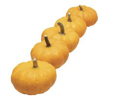 Mini Pumpkin - 5 pack at Menards®