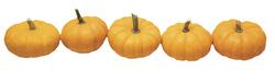 Mini Pumpkin - 5 pack at Menards®