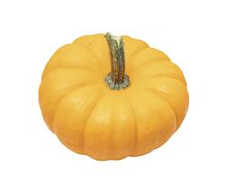 Mini Pumpkin - 5 pack at Menards®