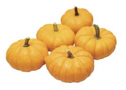 Mini Pumpkin - 5 pack at Menards®