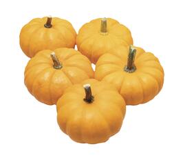 Mini Pumpkin - 5 pack at Menards®