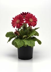 Garvenia Garden Gerberas Plant at Menards®