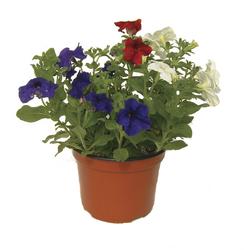 8" Potted Annual Plant - Assorted Varieties at Menards®