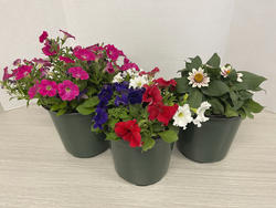 8" Potted Annual Plant - Assorted Varieties at Menards®