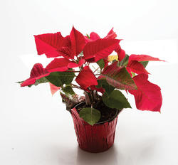 5" Live Poinsettia Plant at Menards®