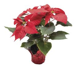 5" Live Poinsettia Plant at Menards®