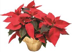 6-1/2" Poinsettia Plant at Menards®
