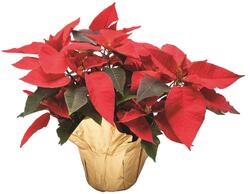6-1/2" Poinsettia Plant at Menards®
