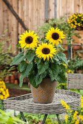 8" Sunflower Plant at Menards®