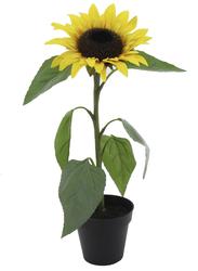 8" Sunflower Plant at Menards®