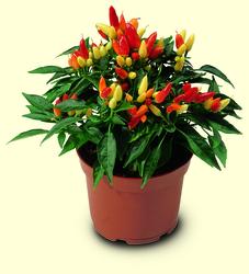 8" Ornamental Pepper Fruit Plant at Menards®