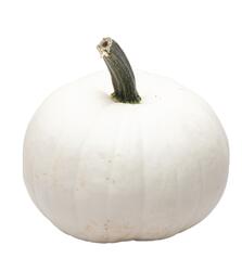 White Pumpkin at Menards®