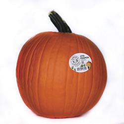 Regular Pumpkin at Menards®