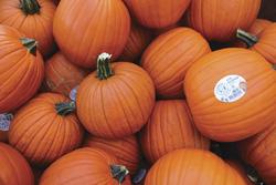 Regular Pumpkin at Menards®