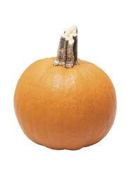 Pie Pumpkin at Menards®