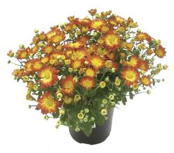 5" Fall Garden Mum Plant at Menards®