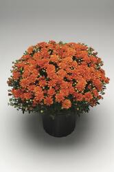 8" Fall Garden Mum Plant at Menards®