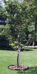 Arbor Edge™ 27" Tree Ring at Menards®