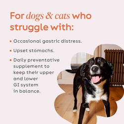 Super Snouts® GI Balance™ Digestive Pet Supplement Pumpkin & Pre-Biotic ...