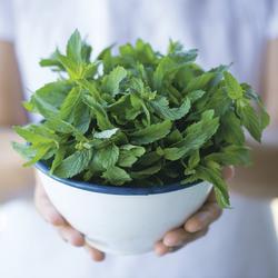 Back to the Roots® Organic 'Peppermint' Mint at Menards®