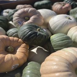 Royal Court Pumpkin Mix - Assorted Styles at Menards®