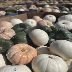 Royal Court Pumpkin Mix - Assorted Styles at Menards®