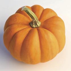 Tango Pumpkin at Menards®