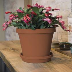 Bloem 20" Terra Cotta Plastic Terra Planter at Menards®