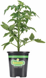 Bonnie Plants® Cherokee Purple Heirloom Tomato - 19.3 Ounces at Menards®