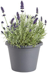Bonnie Plants® Lavender - 8 inch at Menards®