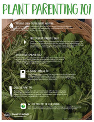 Bonnie Plants® Lavender - 8 inch at Menards®