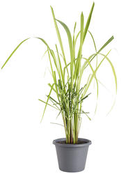 Bonnie Plants® Lemongrass - 8 inch at Menards®