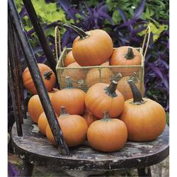 Bonnie Plants® Wee B Little Pumpkin - 19.3 Ounces at Menards®