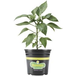 Bonnie Plants® Red Ghost Pepper - 1 Gallon at Menards®