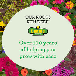 Bonnie Plants® Impatiens Mix Hanging Basket at Menards®