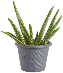Bonnie Plants® Aloe - 8 Inch at Menards®
