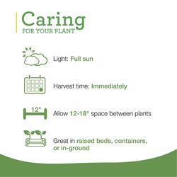 Bonnie Plants® Lavender - 8 inch at Menards®