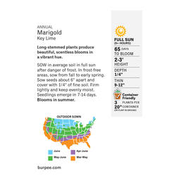 Burpee® Key Lime Marigold Flower Seeds at Menards®