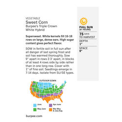 Burpee® Triple Crown White Hybrid Sweet Corn Vegetable Seeds at Menards®