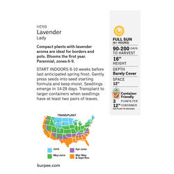 Burpee® Lady Lavender Herb Seeds at Menards®