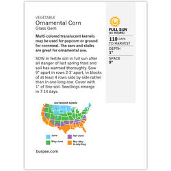Burpee® Glass Gem Ornamental Corn Vegetable Seeds at Menards®