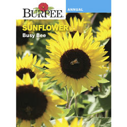 Burpee® Busy Bee Sunflower Flower Seeds at Menards®