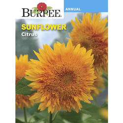Burpee® Citrus Sunflower Flower Seeds at Menards®