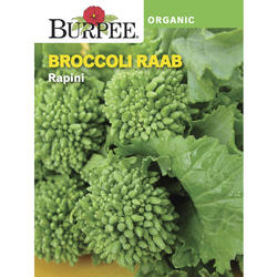 Burpee® Organic Rapini Broccoli Raab Vegetable Seeds at Menards®