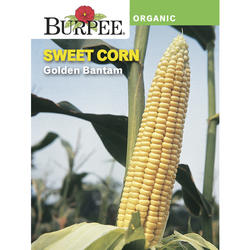 Burpee® Organic Golden Bantam Corn Vegetable Seeds at Menards®