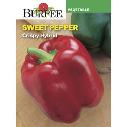 Burpee® Sweet Crispy Hybrid Pepper Vegetable Seeds at Menards®