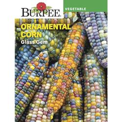 Burpee® Glass Gem Ornamental Corn Vegetable Seeds at Menards®