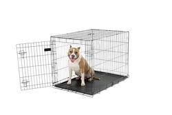 Carlson™ Large Wire Dog Crate at Menards®