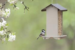 More Birds® Small Hopper Bird Feeder at Menards®
